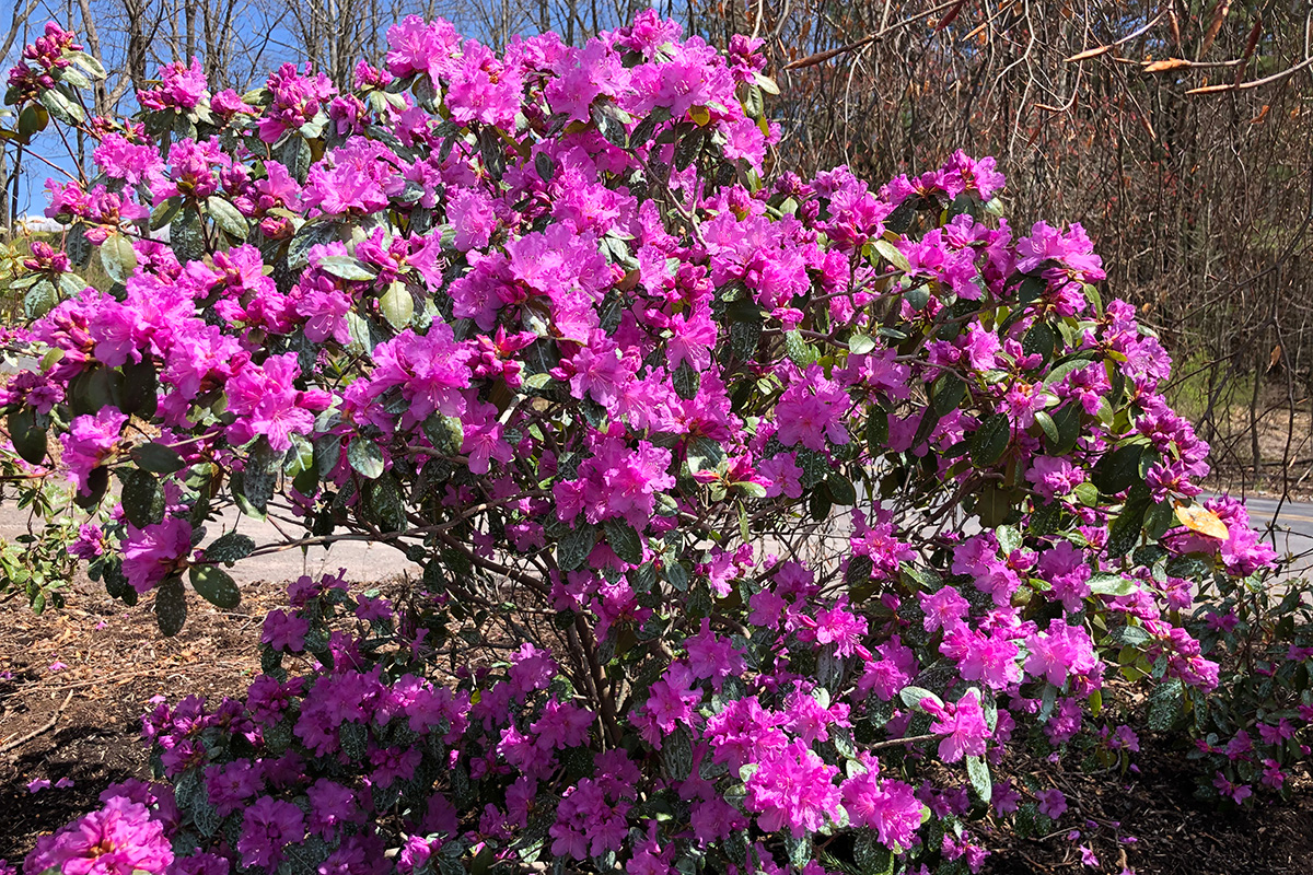 PJM Rhododendron