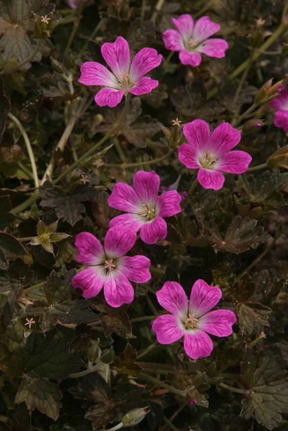 Geranium 'Orkney Cherry'